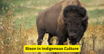 National Bison Day: Facts, Fun, and Conservation Efforts | Local Events Today